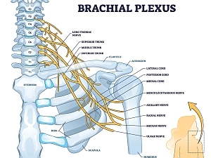 Brachial Plexus Nerves The Brachial Plexus MEDizzy